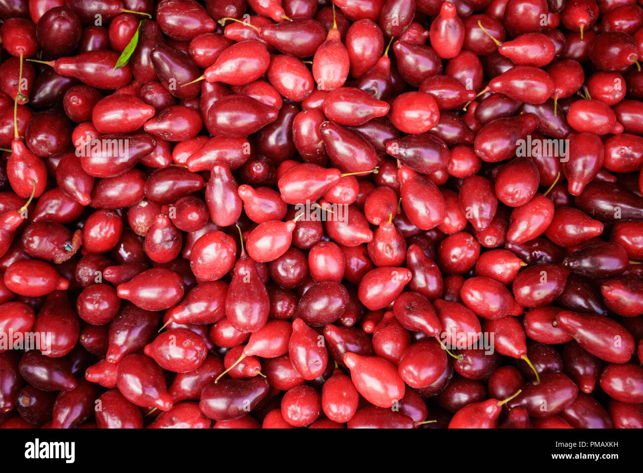 dogwood berry background. dogberry Stock Photo - Alamy