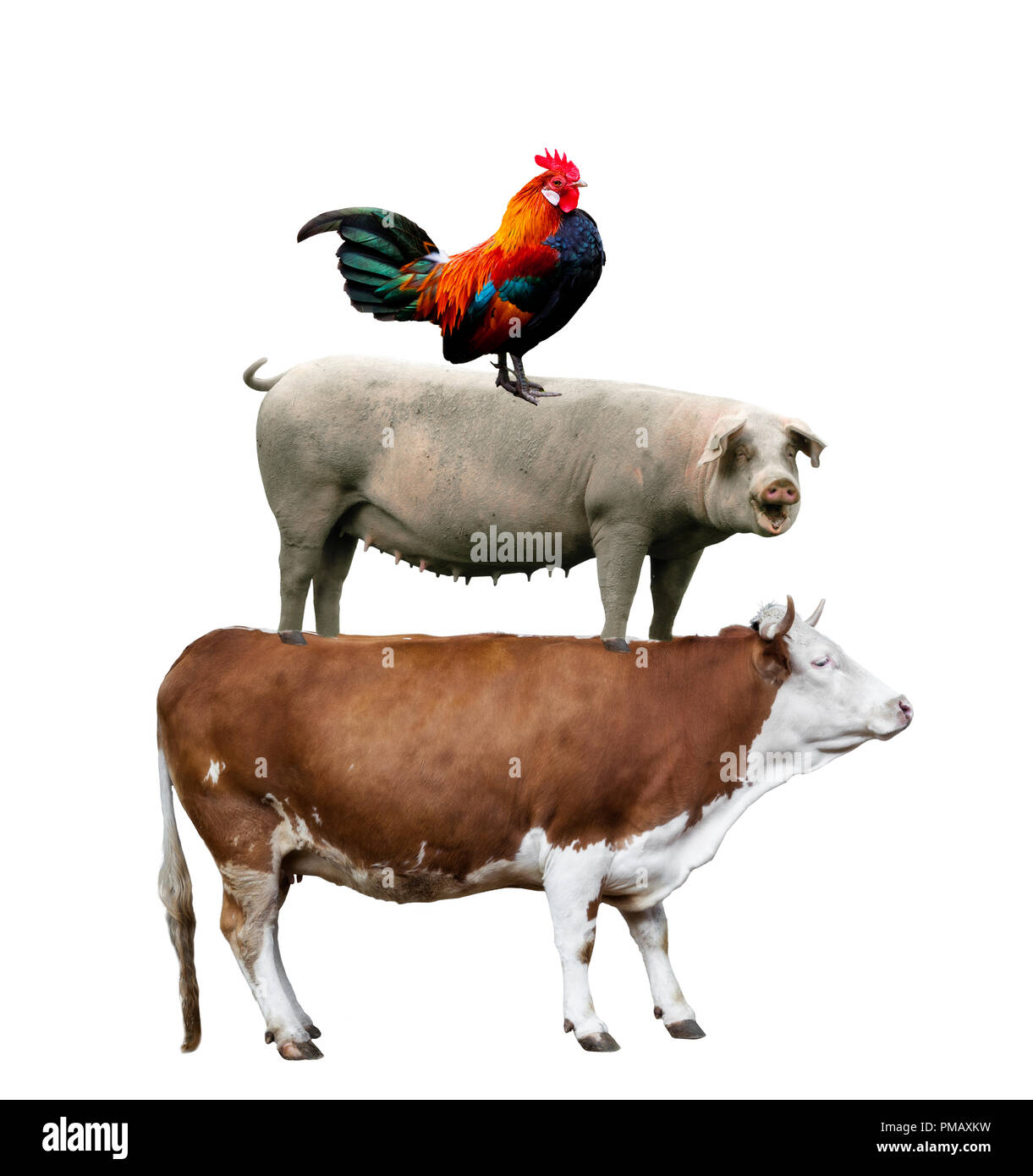Farm animals. Cow, pig and chicken stand on each other Stock Photo - Alamy