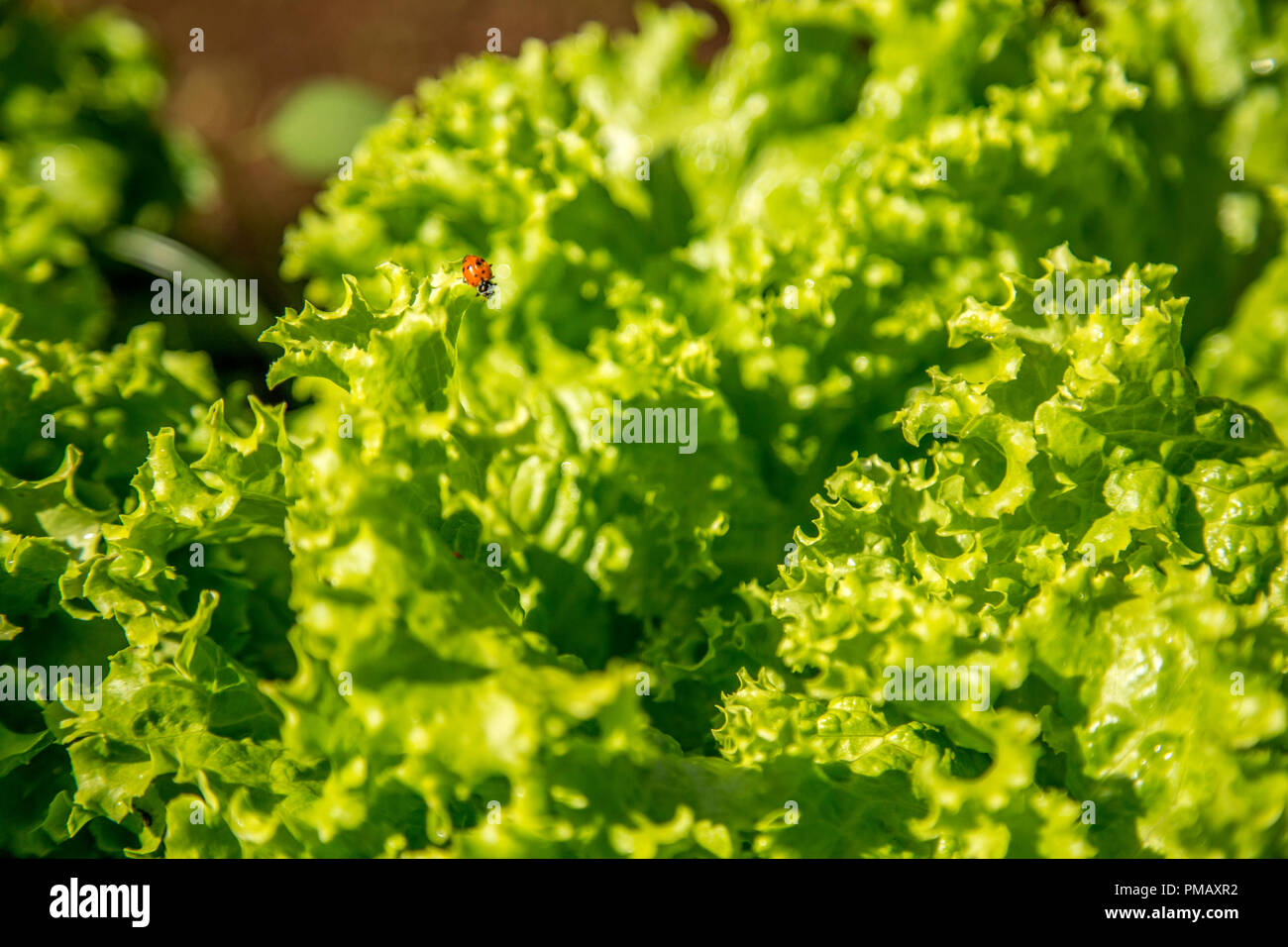 cultivation and harvesting of lettuce irrigation Stock Photo - Alamy