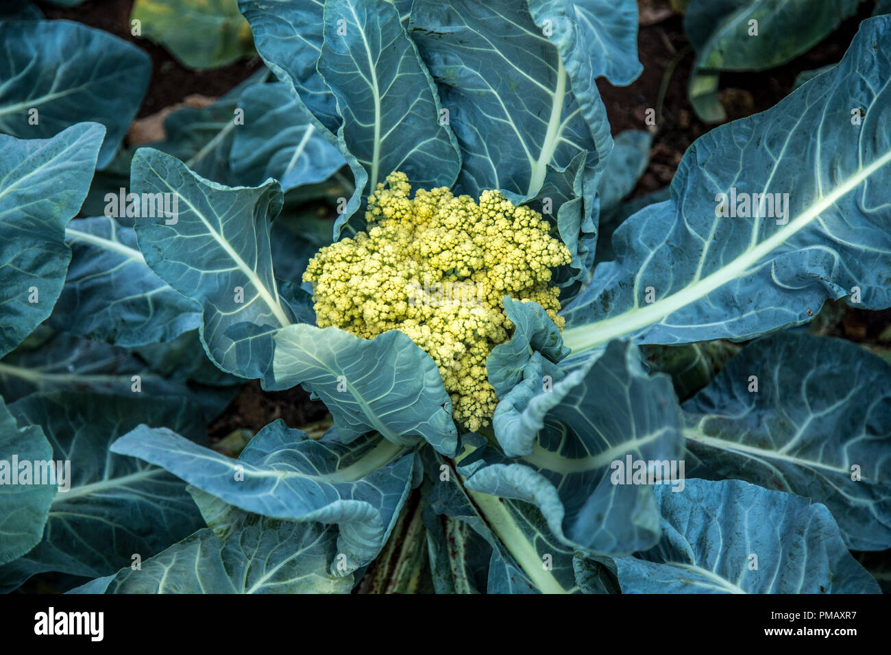 cauliflower plant cultive crop Stock Photo - Alamy