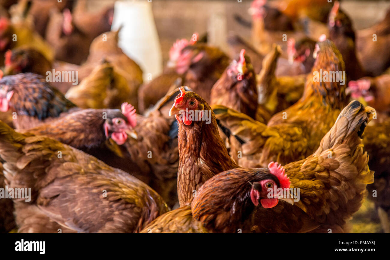 chicken creation farm animal Stock Photo - Alamy