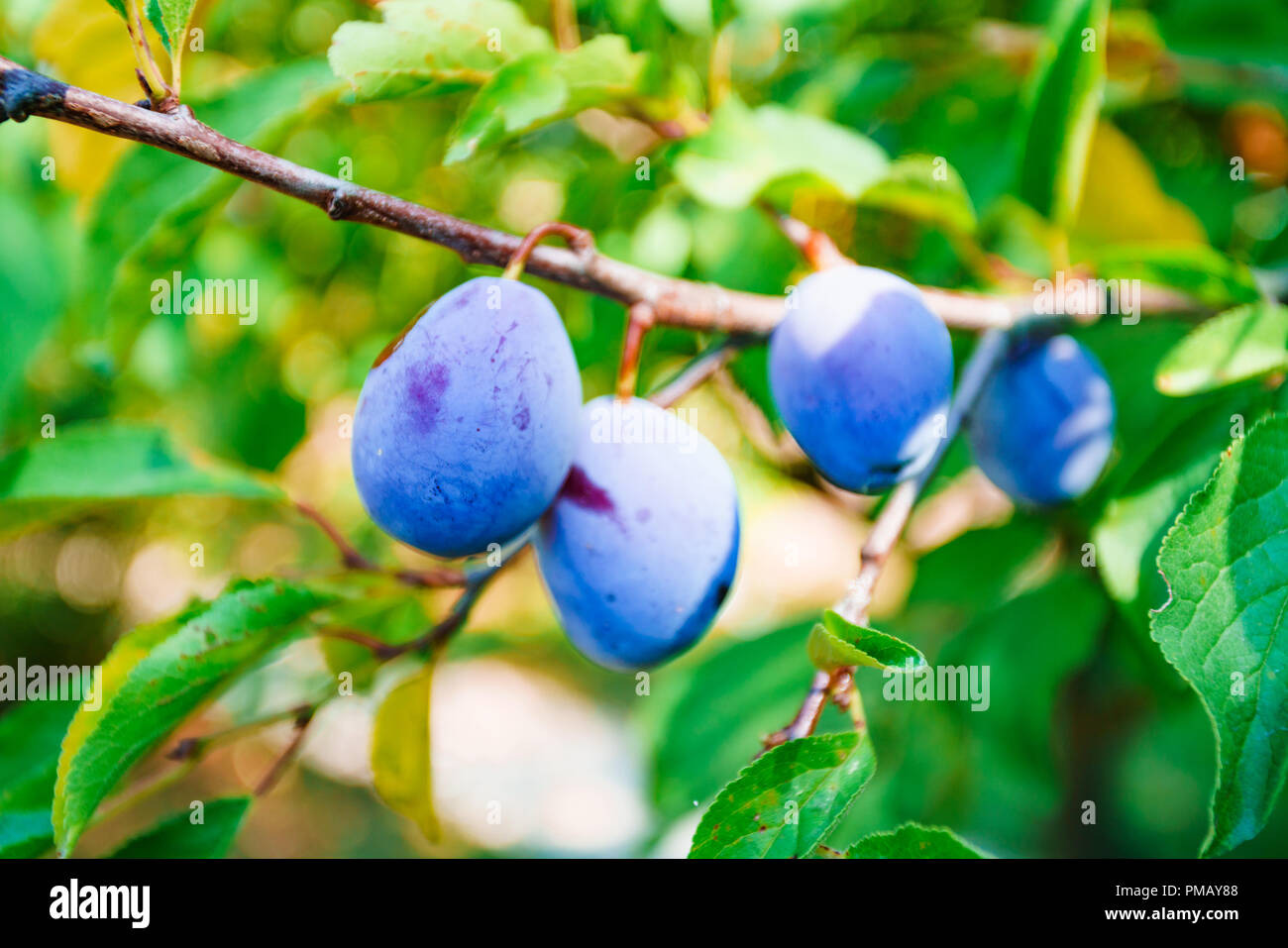 plum tree branch in the fruit garden Stock Photo - Alamy