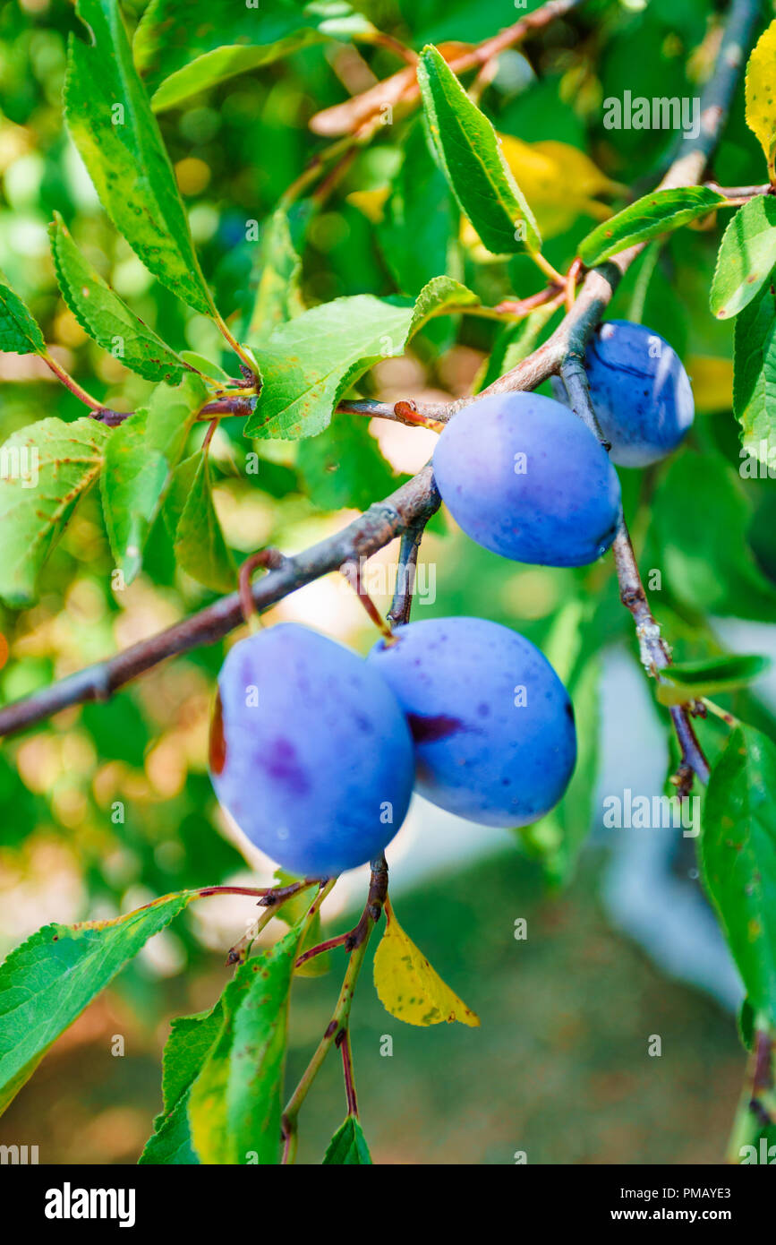 Italian prune plums hi-res stock photography and images - Alamy