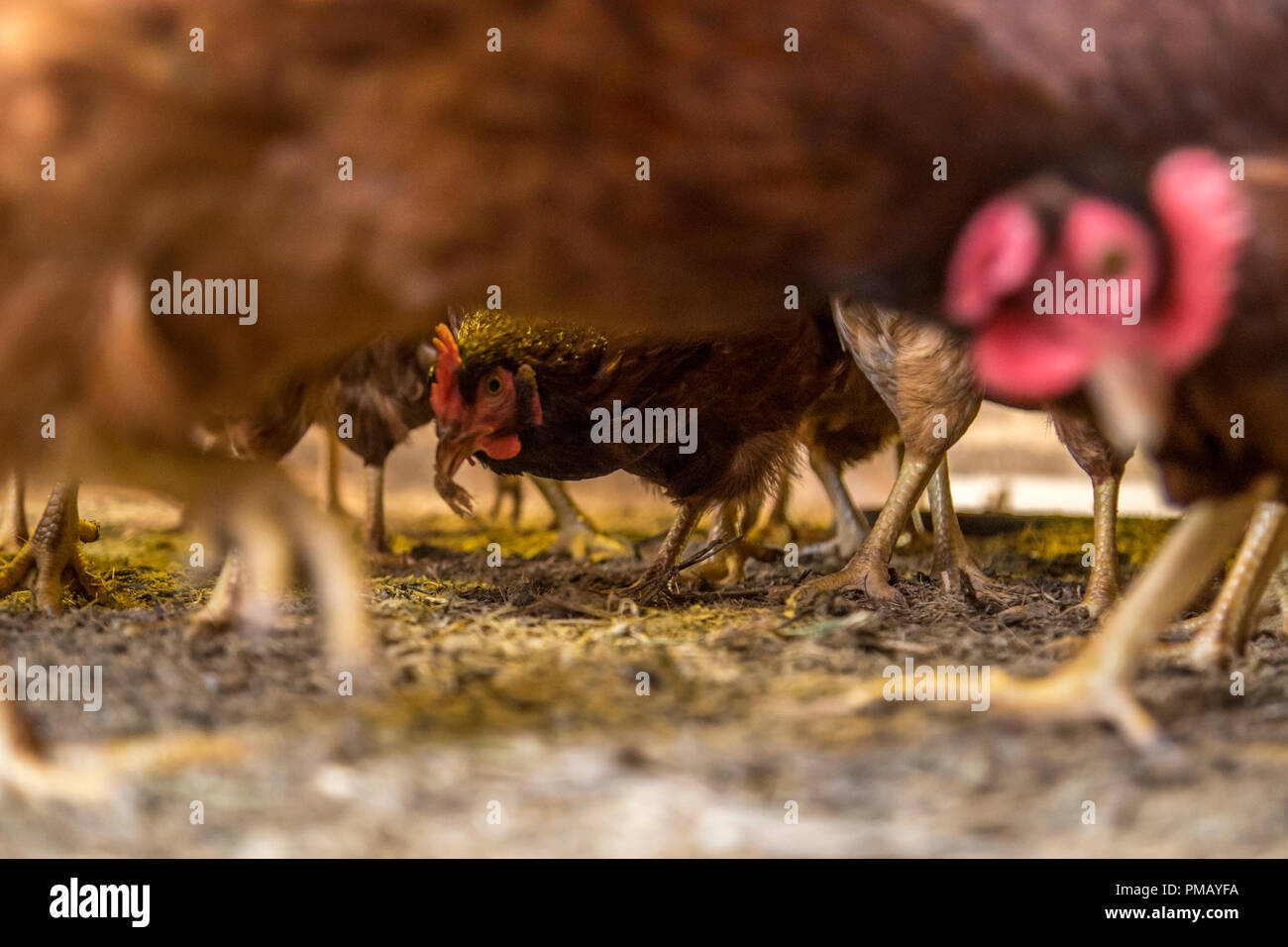 chicken creation farm animal Stock Photo - Alamy