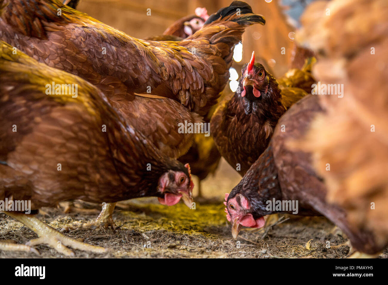 chicken creation farm animal Stock Photo - Alamy