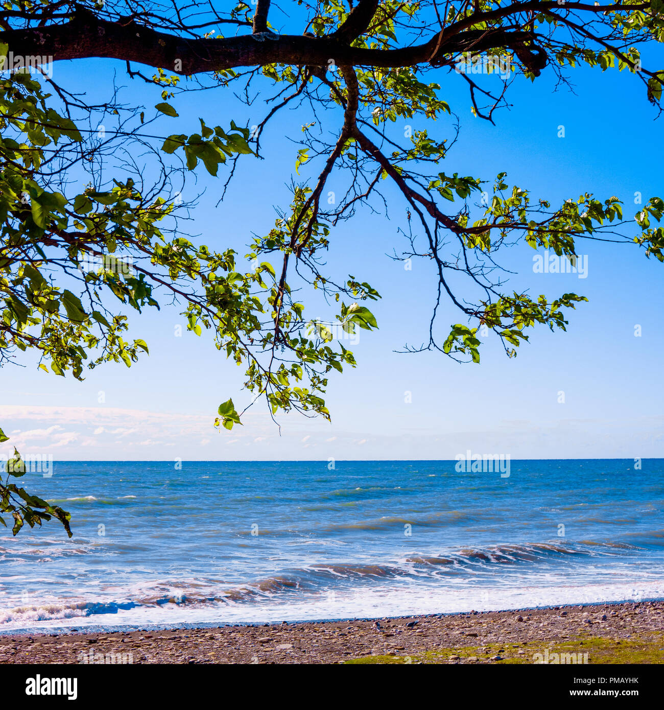 tree on the beach . seascape view Stock Photo - Alamy