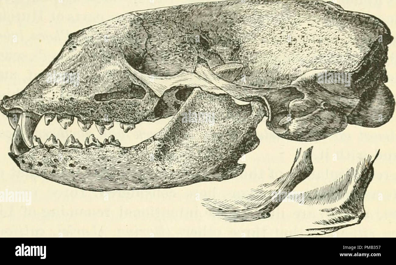 "History of North American pinnipeds : a monograph of the walruses, sea ...