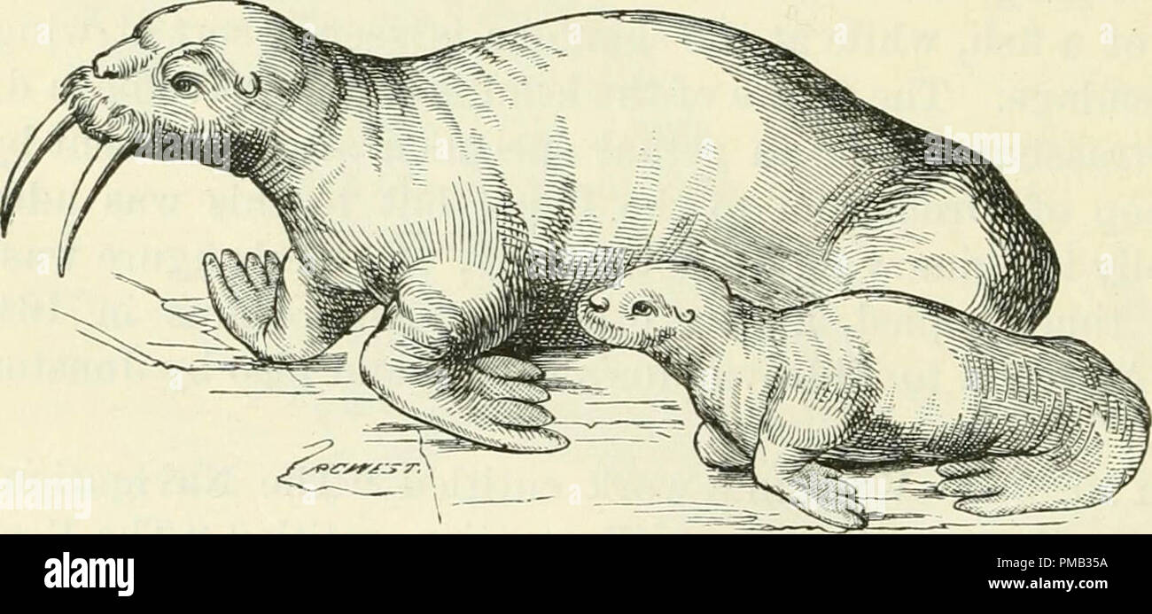 "History of North American pinnipeds : a monograph of the walruses, sea ...
