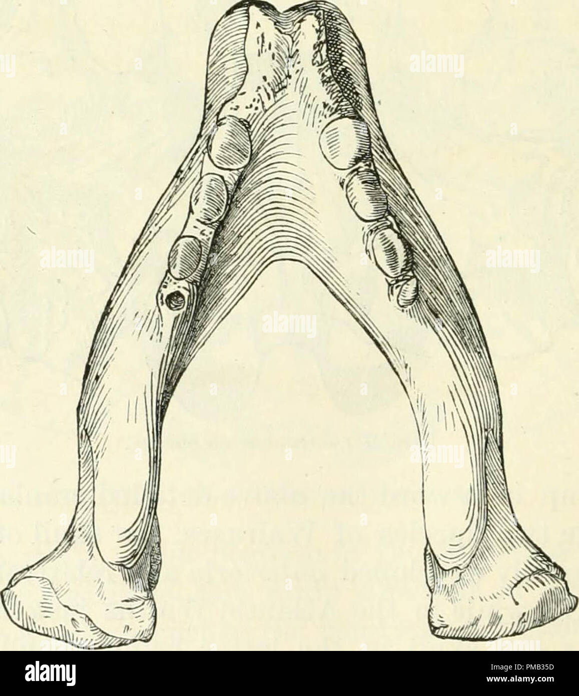 "History of North American pinnipeds : a monograph of the walruses, sea ...