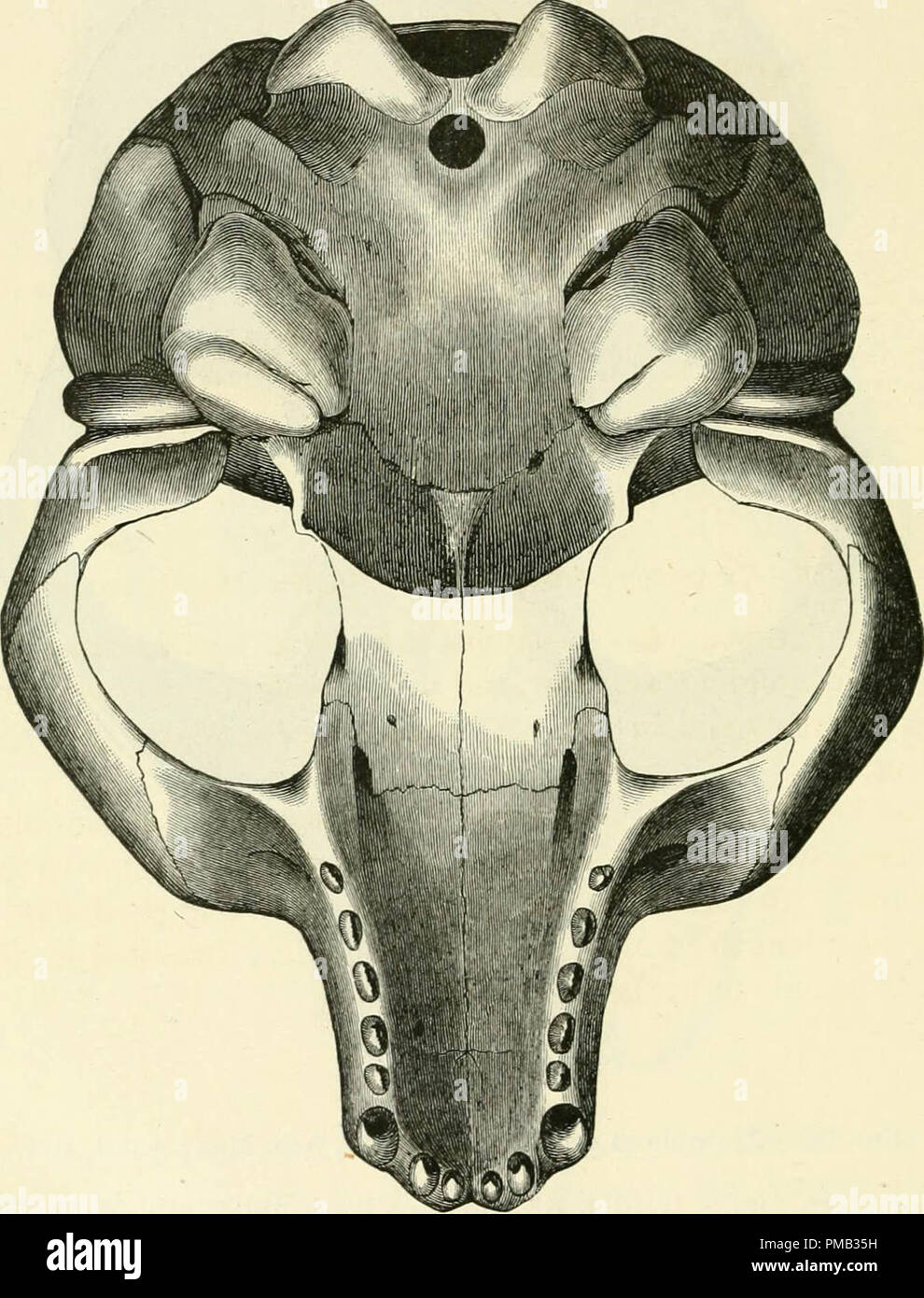 "History of North American pinnipeds : a monograph of the walruses, sea ...