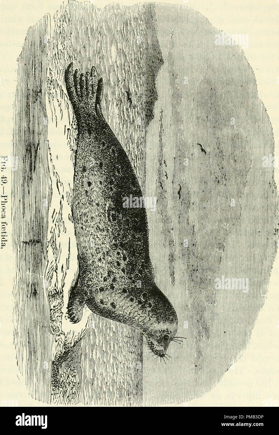 "History of North American pinnipeds : a monograph of the walruses, sea ...