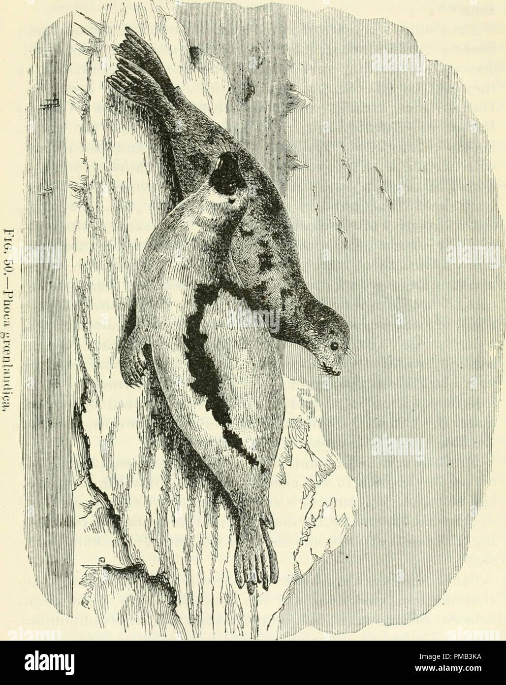"History of North American pinnipeds : a monograph of the walruses, sea ...
