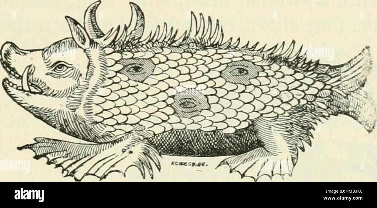 "History of North American pinnipeds : a monograph of the walruses, sea ...