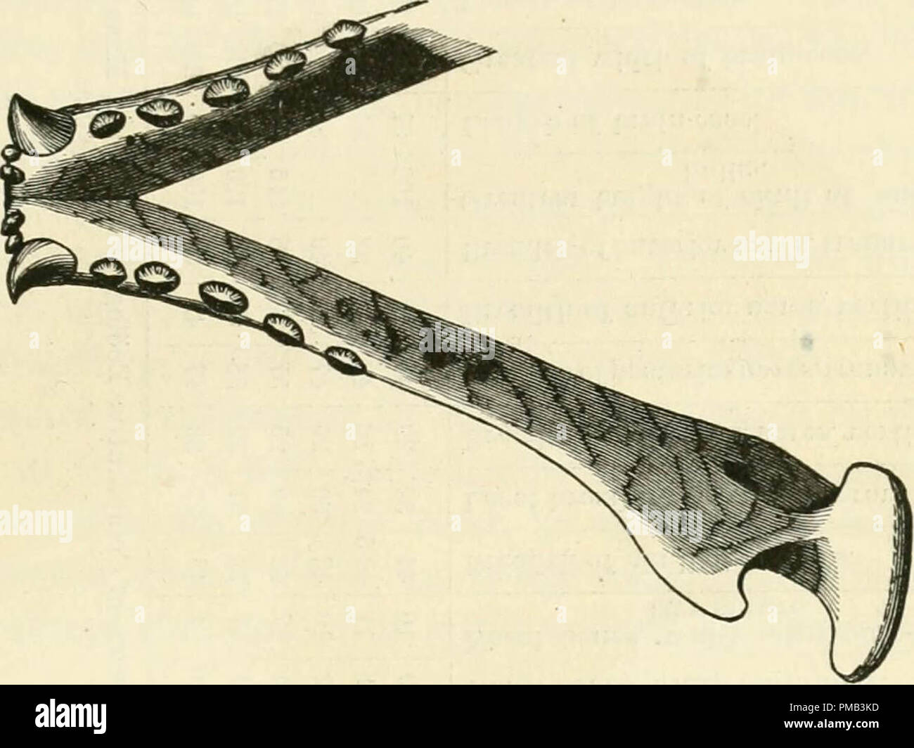 "History of North American pinnipeds : a monograph of the walruses, sea ...