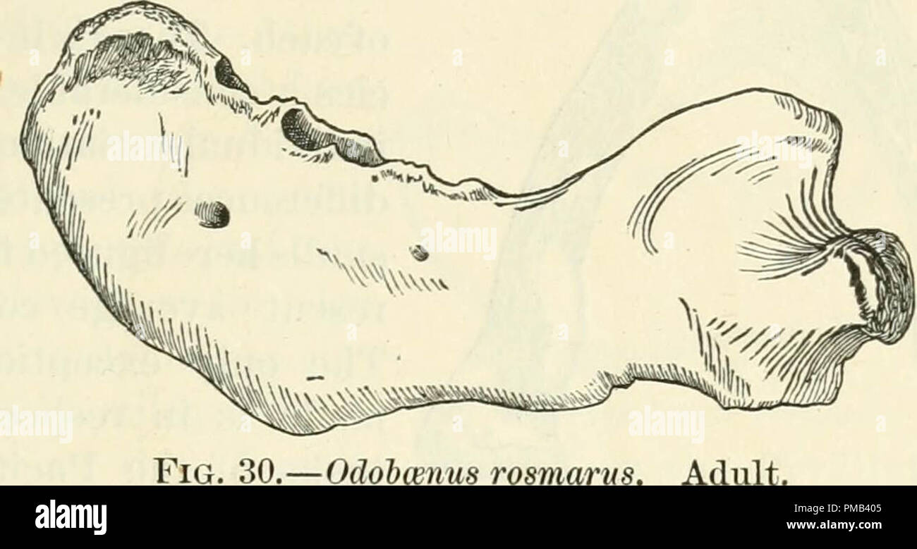"History of North American pinnipeds : a monograph of the walruses, sea ...