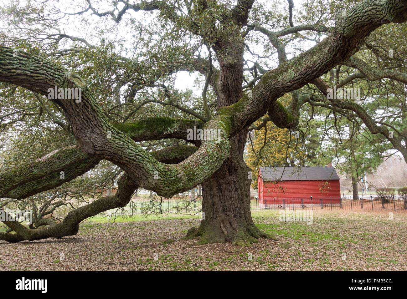 Emancipation oak at hampton university hi-res stock photography and ...