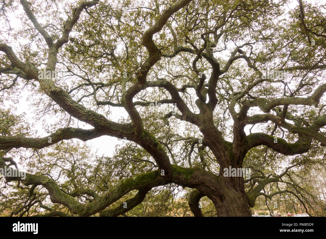Emancipation oak at hampton university hi-res stock photography and ...