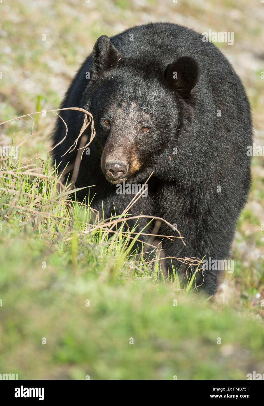 Black bear in the Rocky Mountain wilderness Stock Photo - Alamy