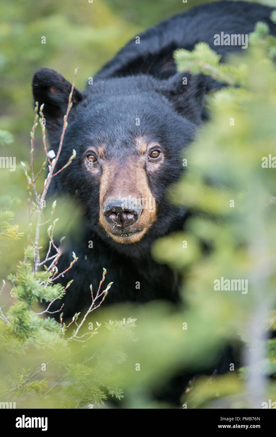 Black bear in the Rocky Mountain wilderness Stock Photo - Alamy