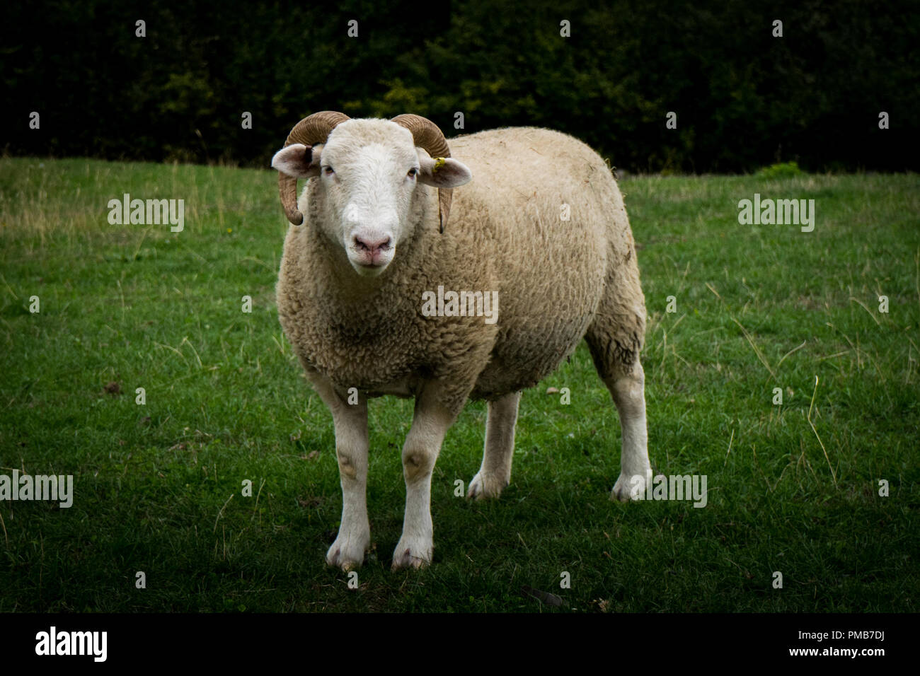 Sheep pic hi-res stock photography and images - Alamy