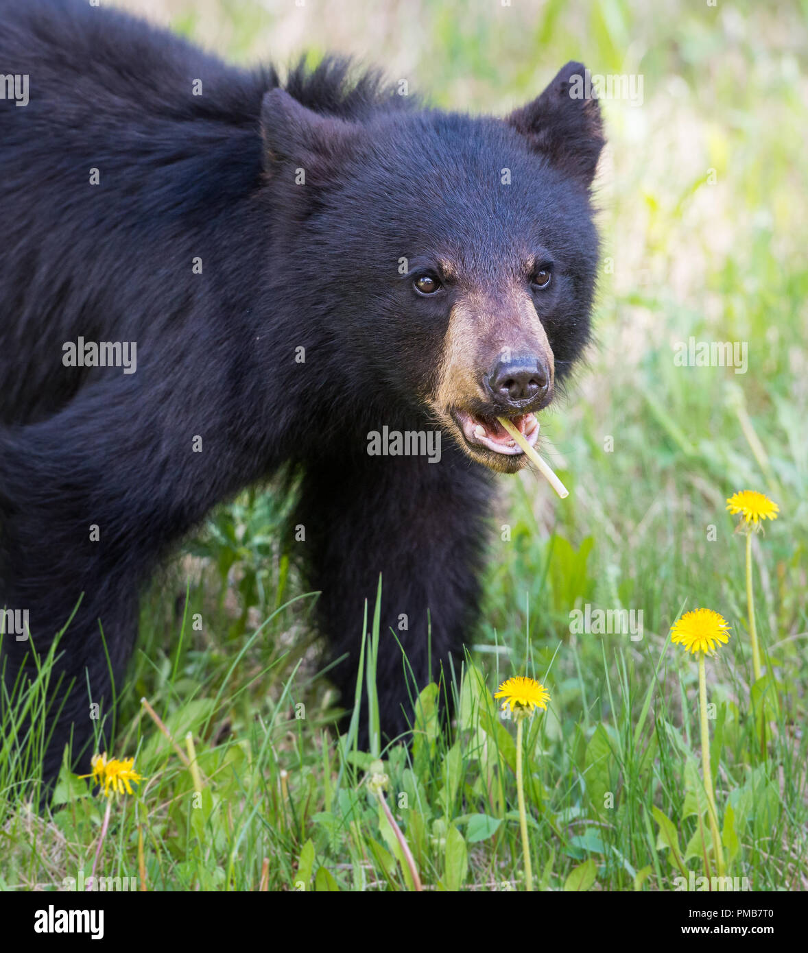 Black bear in the Rocky Mountain wilderness Stock Photo - Alamy