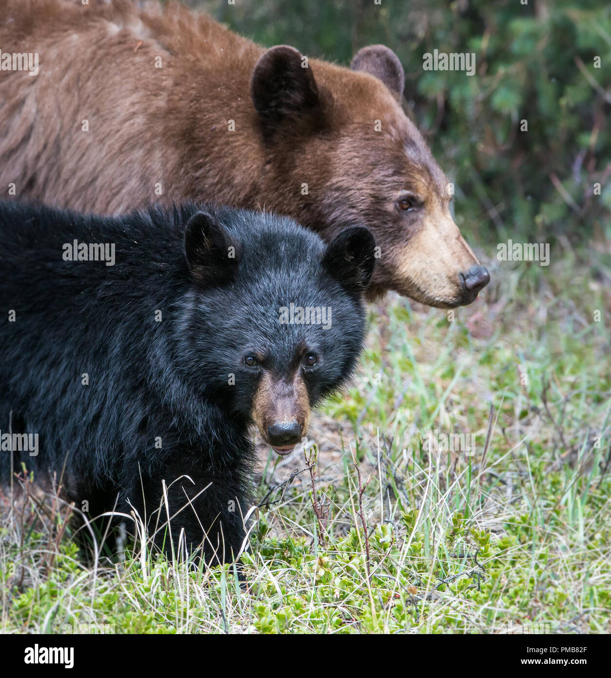 Black bear in the Rocky Mountain wilderness Stock Photo - Alamy