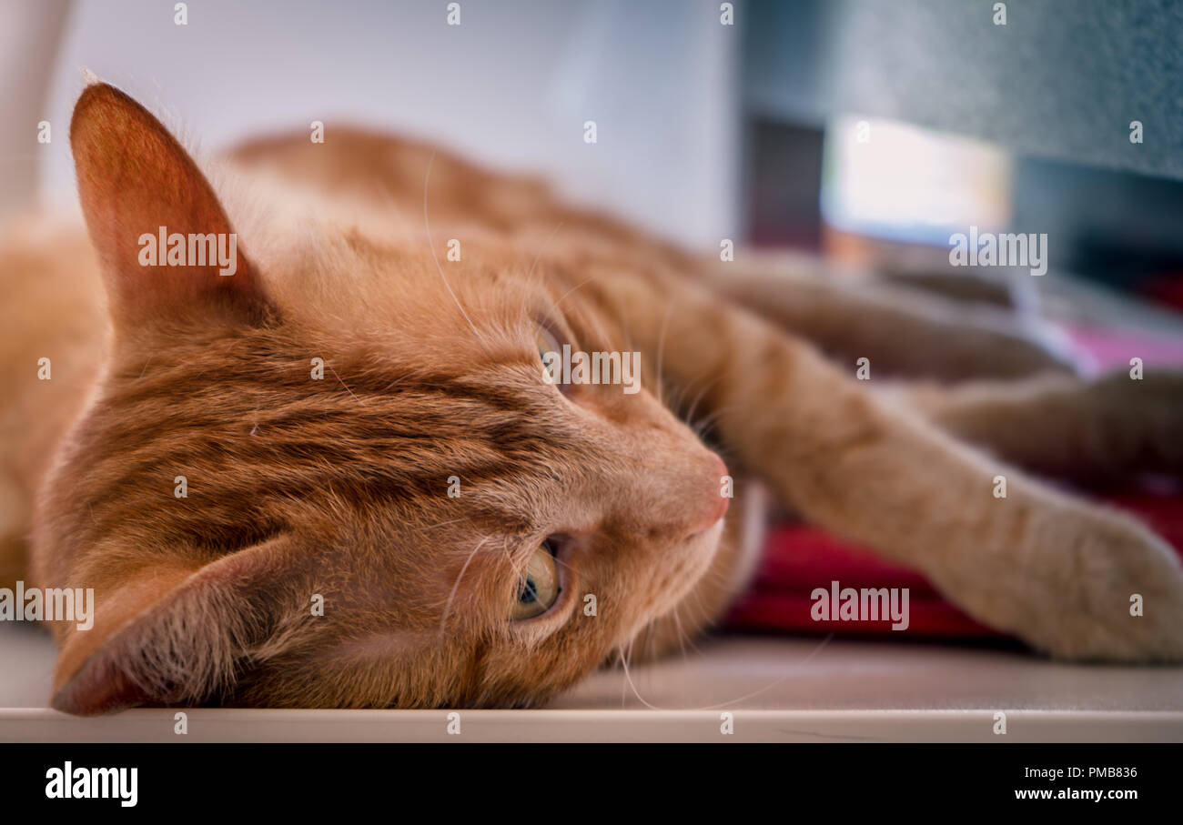 Wild kitty hi-res stock photography and images - Alamy