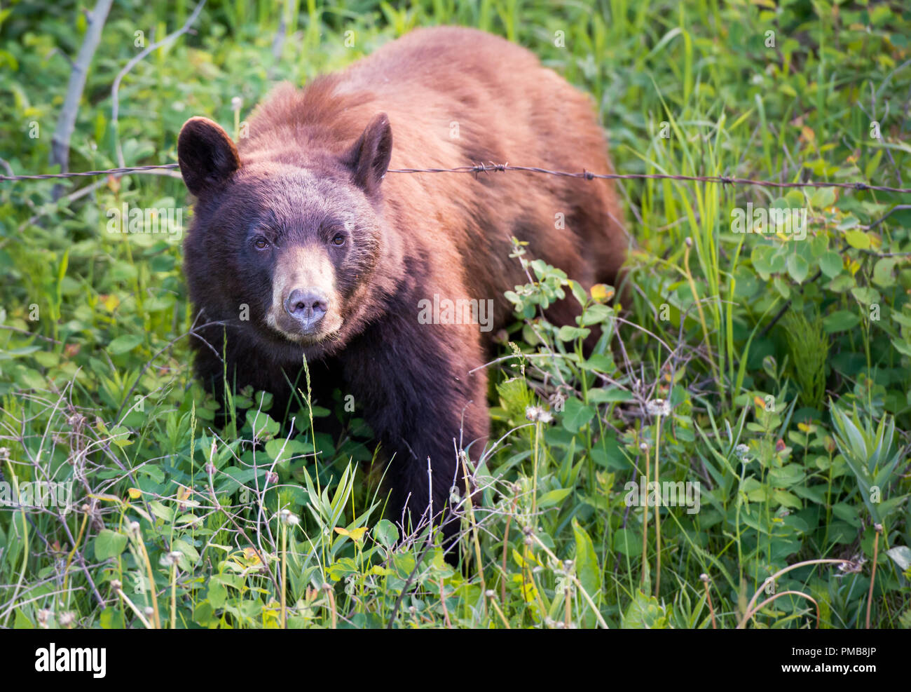 Black bear in the Rocky Mountain wilderness Stock Photo - Alamy