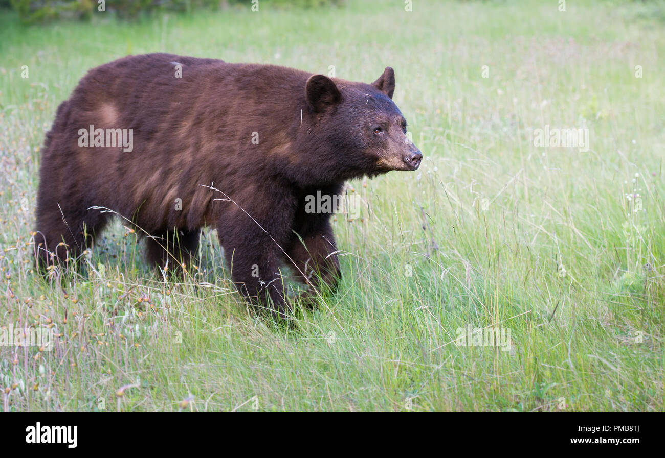 Black bear in the Rocky Mountain wilderness Stock Photo - Alamy