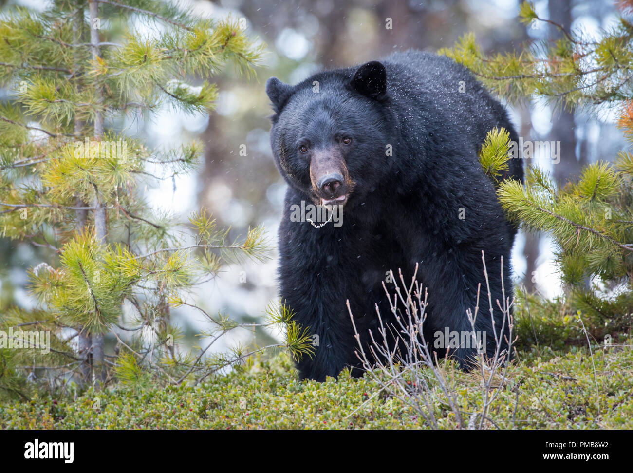 Canadian Bear High Resolution Stock Photography and Images - Alamy