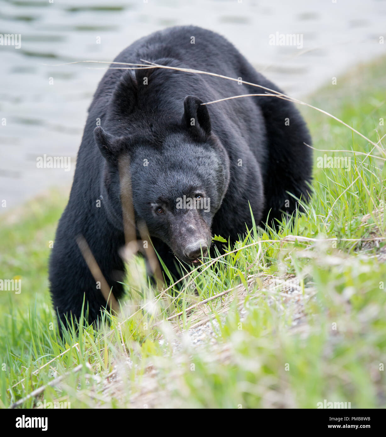 Black bear in the Rocky Mountain wilderness Stock Photo - Alamy