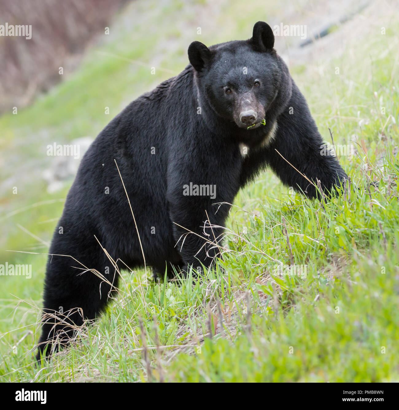 Black bear in the Rocky Mountain wilderness Stock Photo - Alamy