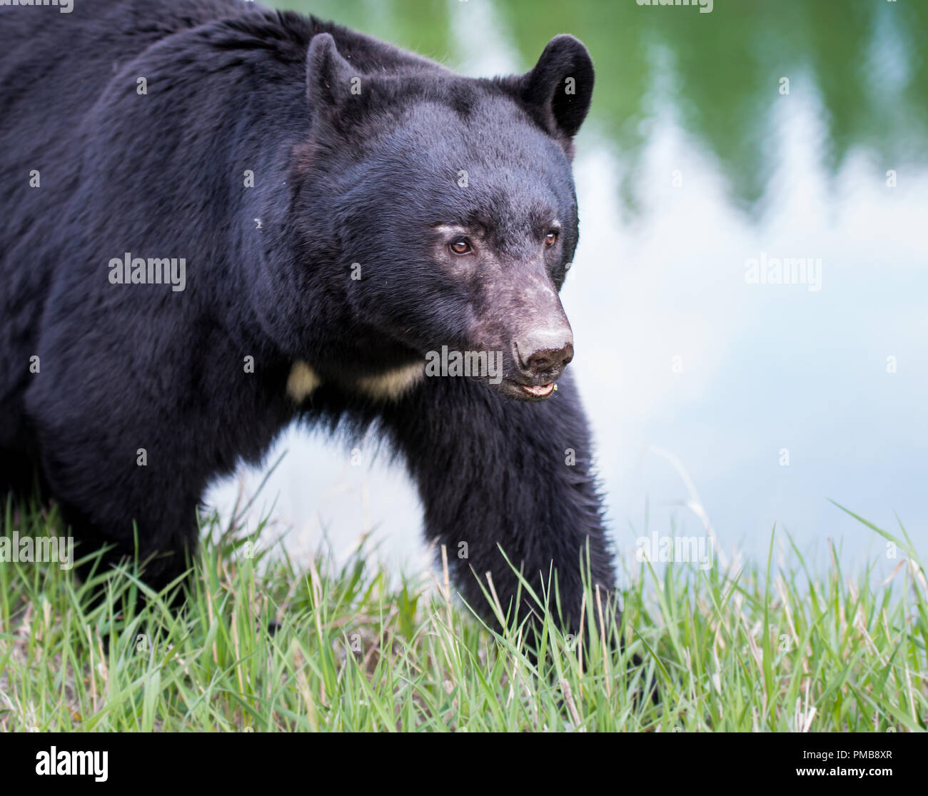 Black bear in the Rocky Mountain wilderness Stock Photo - Alamy