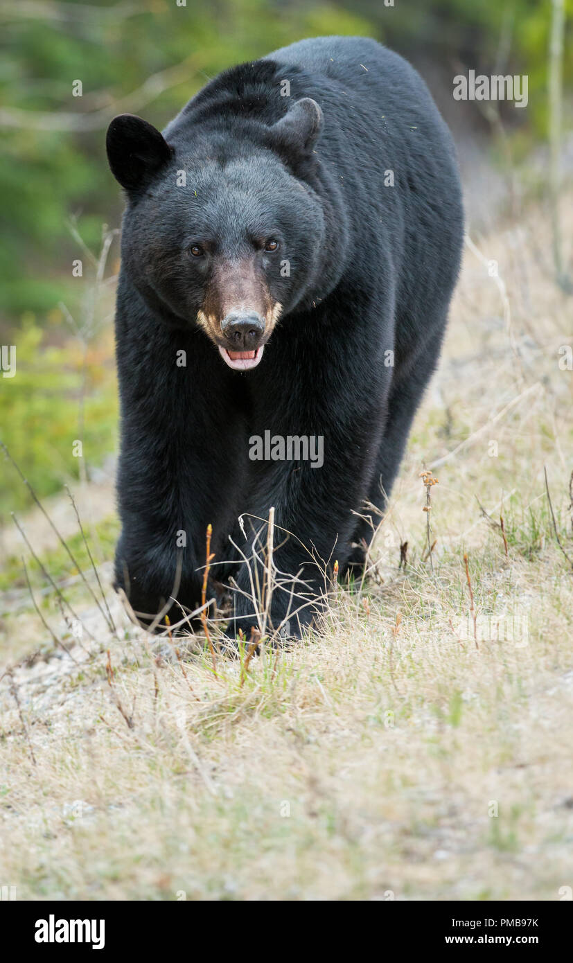 Black bear in the Rocky Mountain wilderness Stock Photo - Alamy