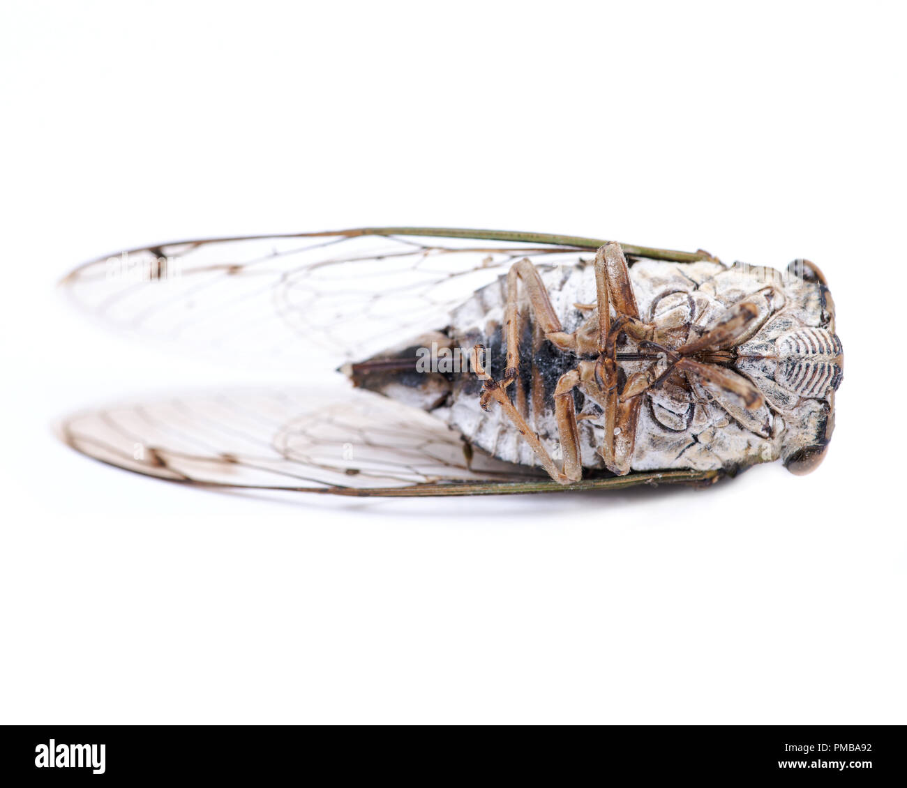 Insect Cicada (Cicadoidea) isolated on white background Stock Photo - Alamy