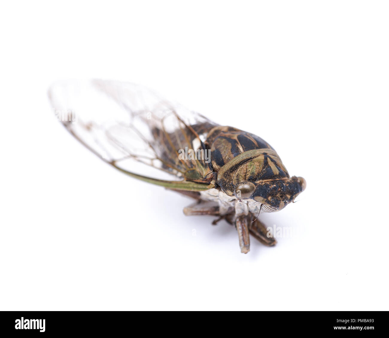 Insect Cicada (Cicadoidea) isolated on white background Stock Photo - Alamy