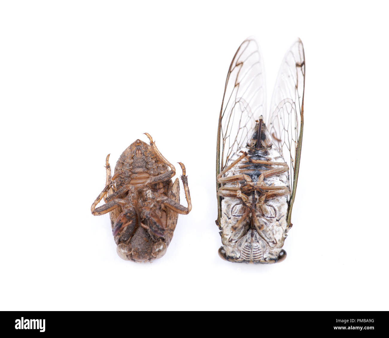 Insect Cicada (Cicadoidea) and Cicada nymph shell (exuvum) isolated on ...