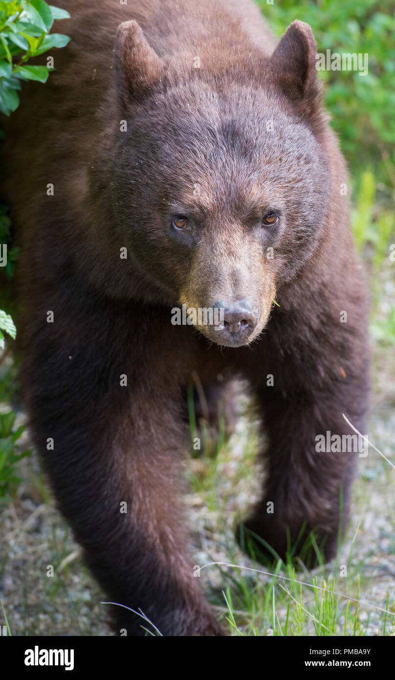 Black bear in the Rocky Mountain wilderness Stock Photo - Alamy