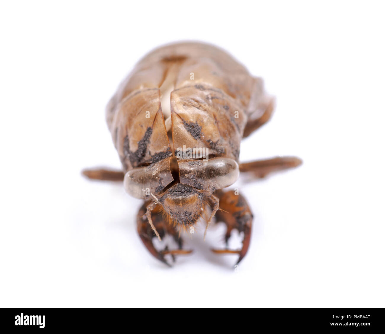 Cicada nymph shell (exuvum) isolated on white background. Periodical ...