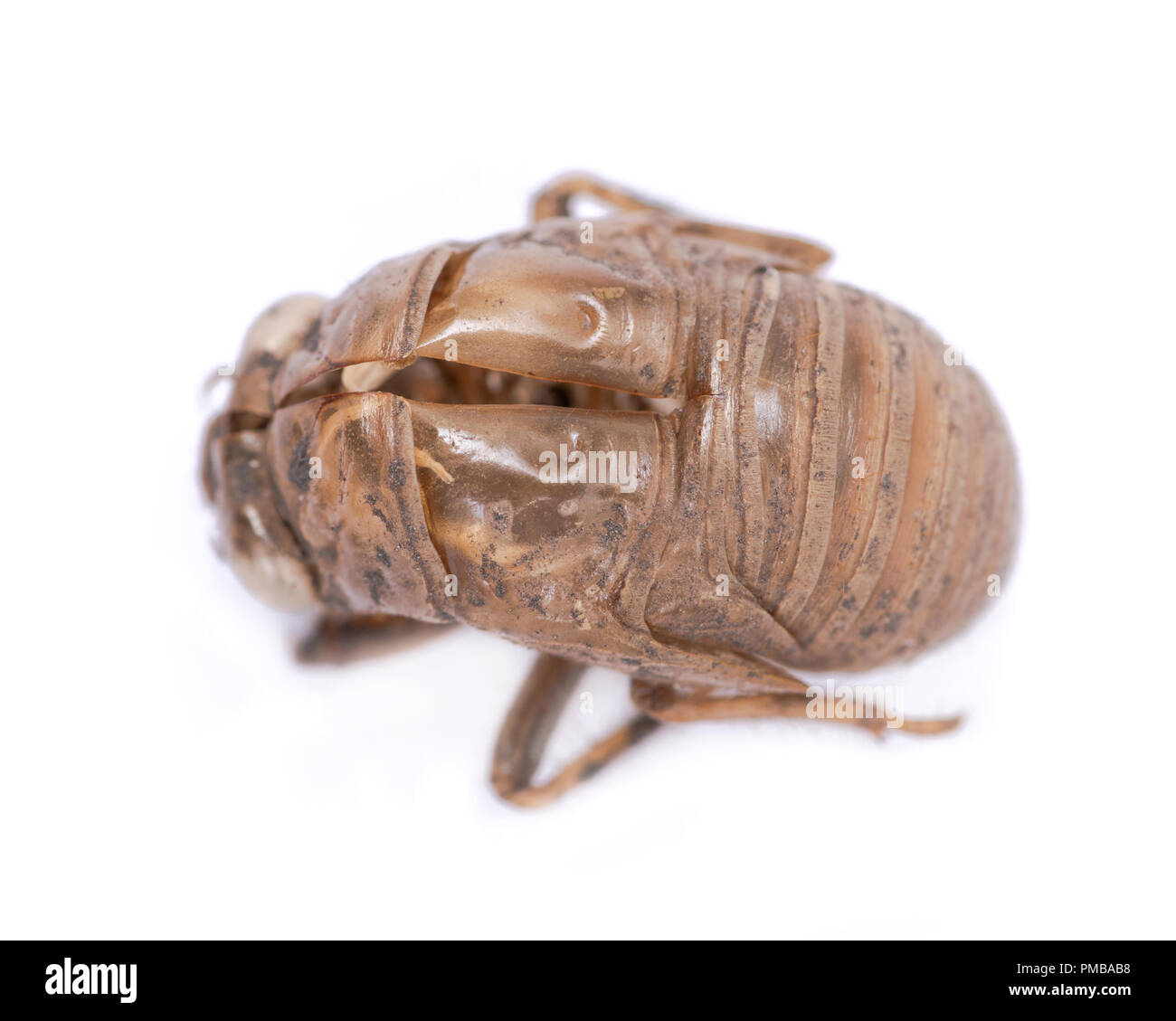 Cicada nymph shell (exuvum) isolated on white background. Periodical ...