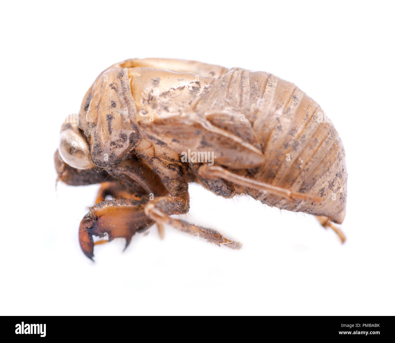 Cicada Nymph Shell