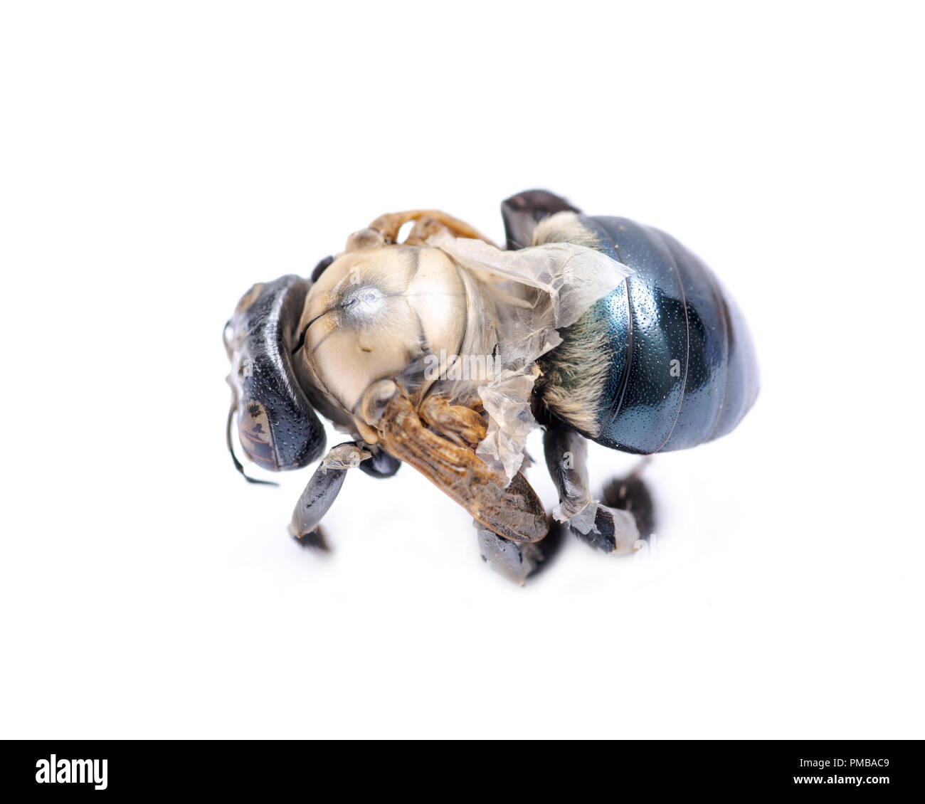 Dried dead insect bumblebee isolated on white background Stock Photo ...