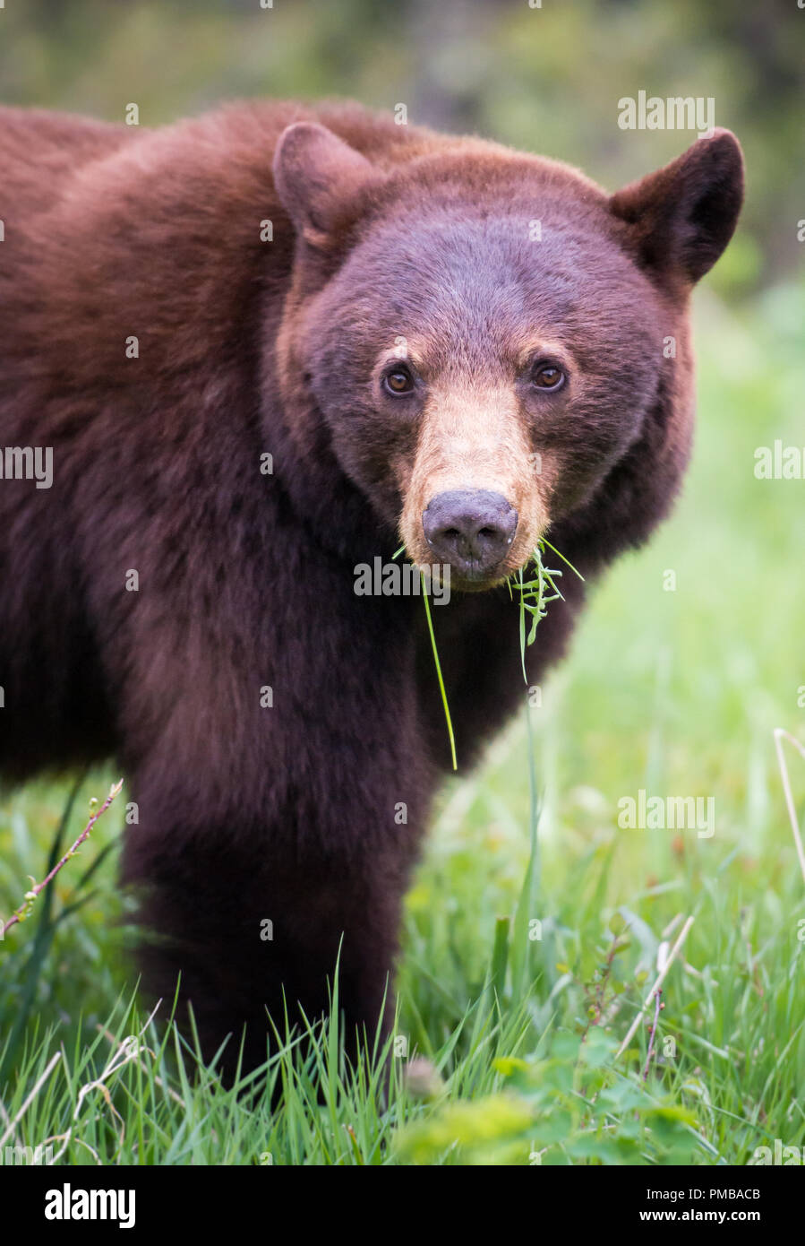 Black bear in the Rocky Mountain wilderness Stock Photo - Alamy