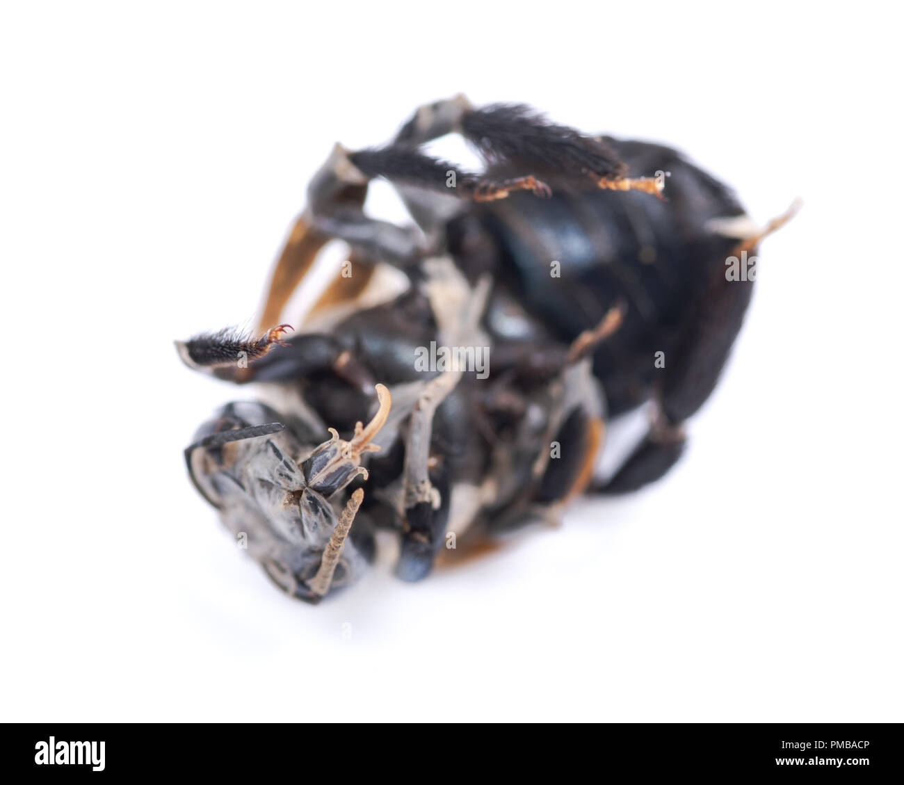 Dried dead insect bumblebee isolated on white background Stock Photo ...