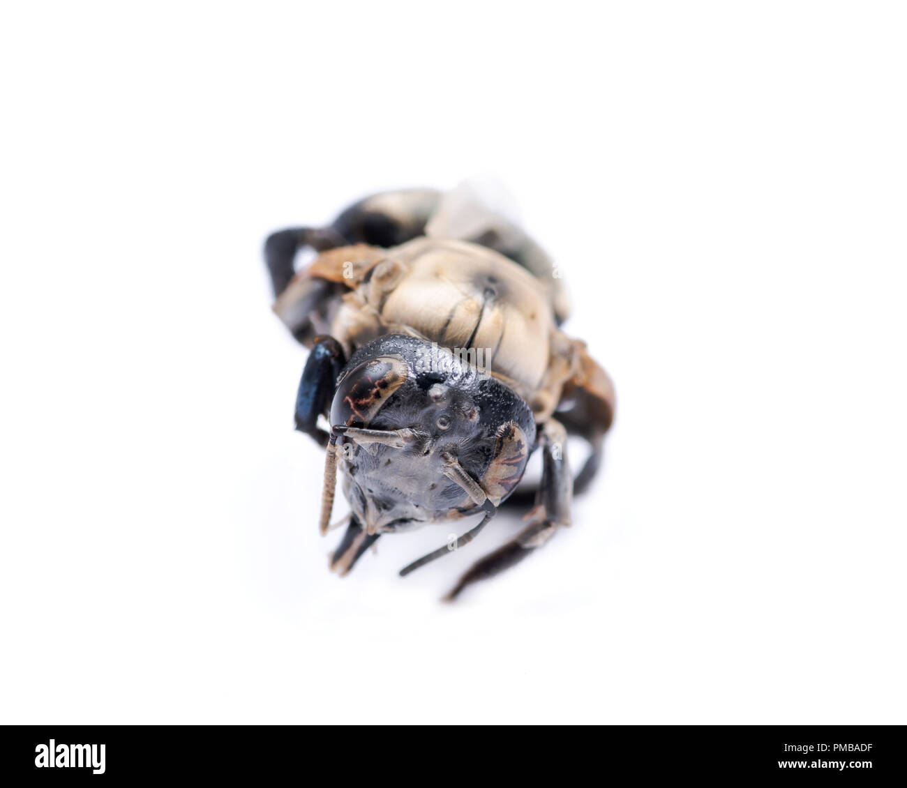 Dried dead insect bumblebee isolated on white background Stock Photo ...