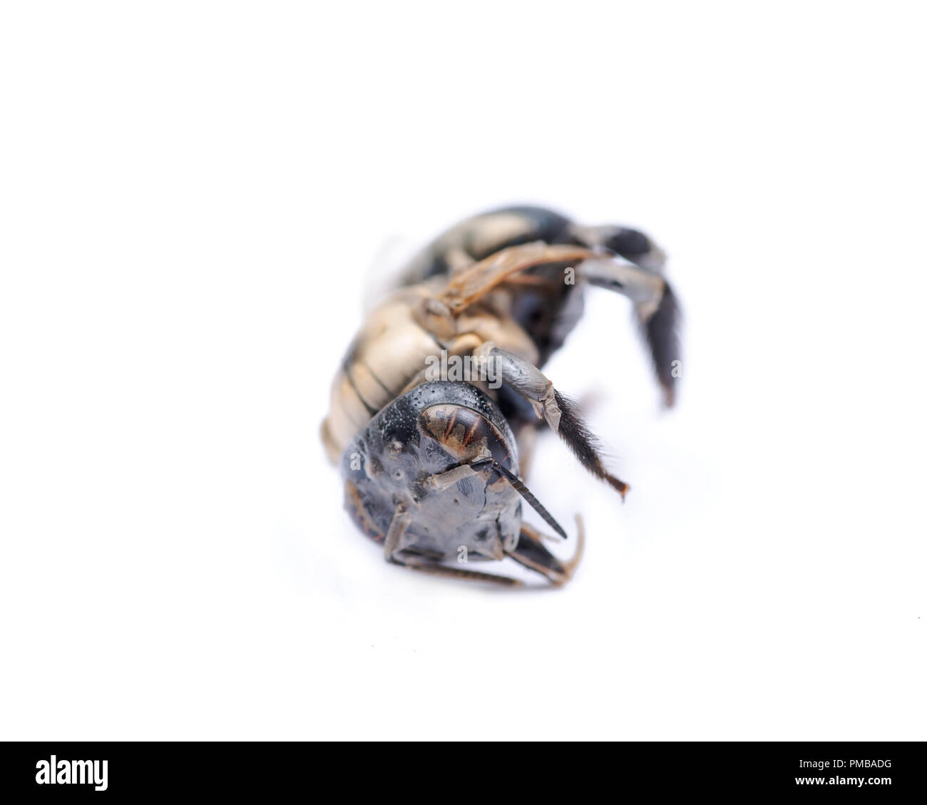 Dried dead insect bumblebee isolated on white background Stock Photo ...