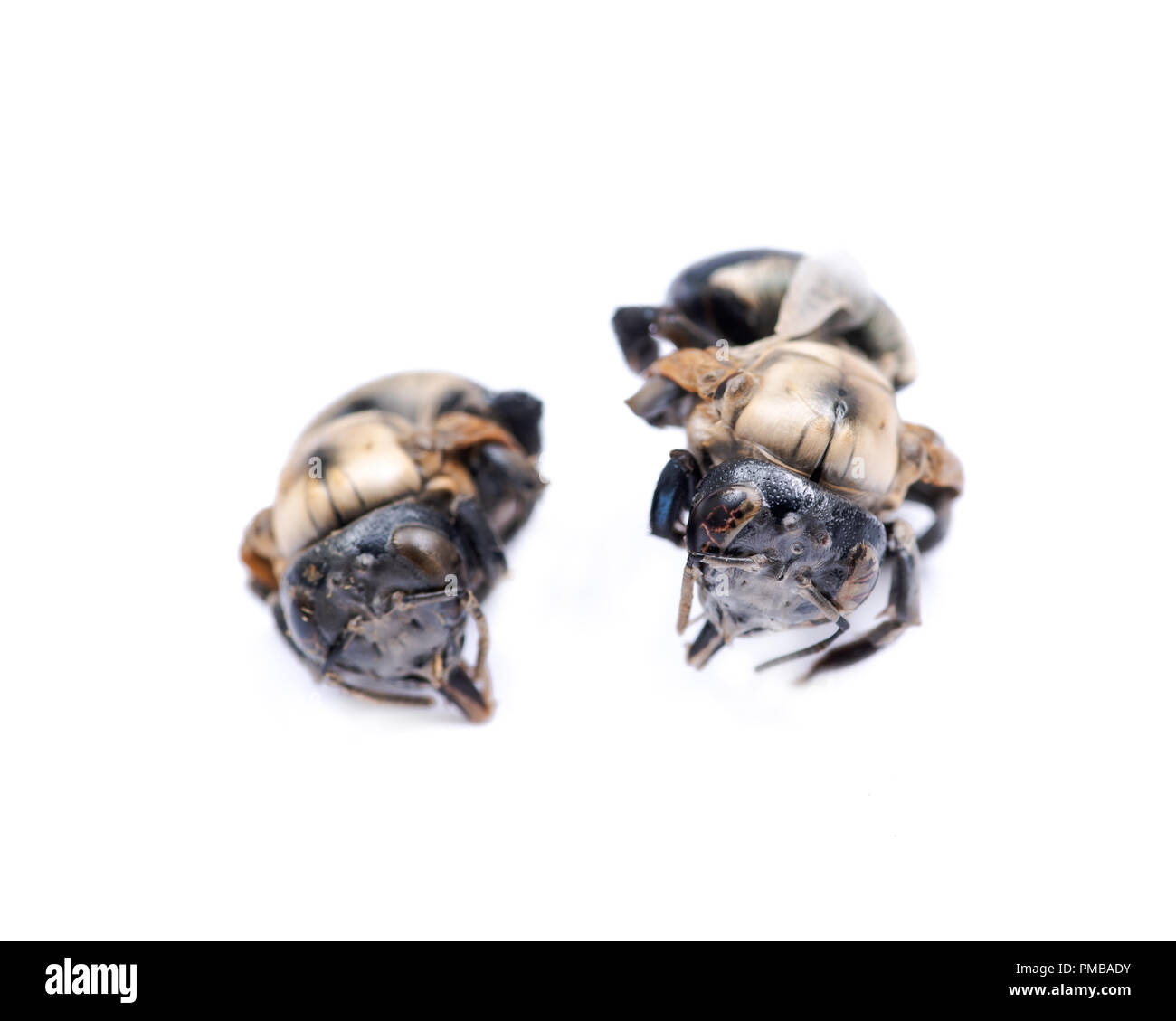Dried dead insect bumblebee isolated on white background Stock Photo ...