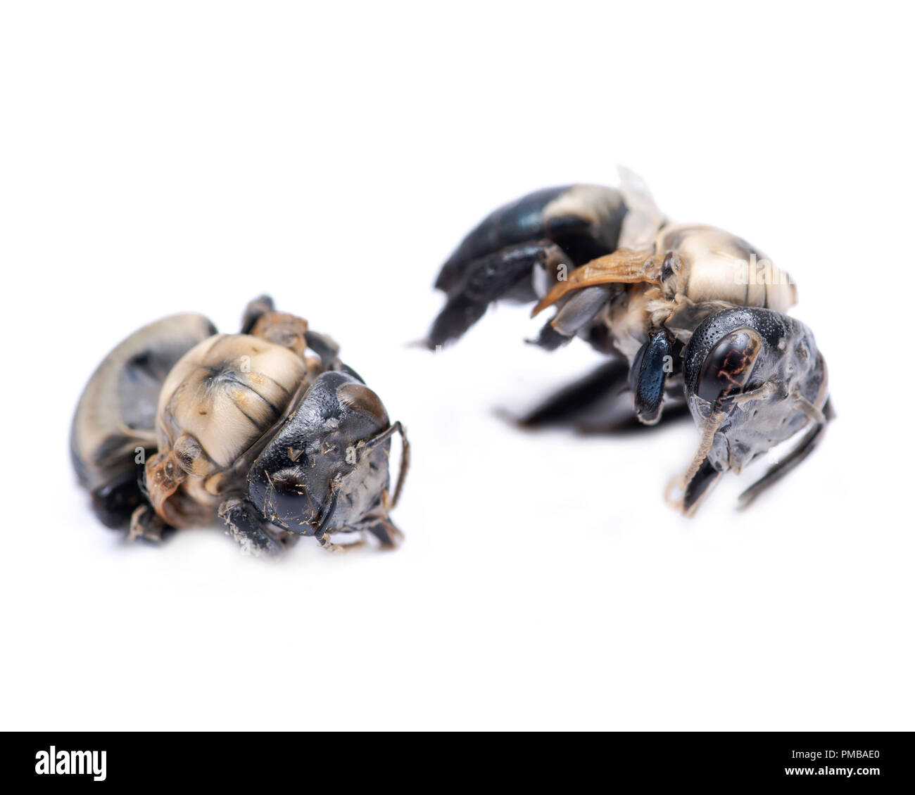 Dried dead insect bumblebee isolated on white background Stock Photo ...