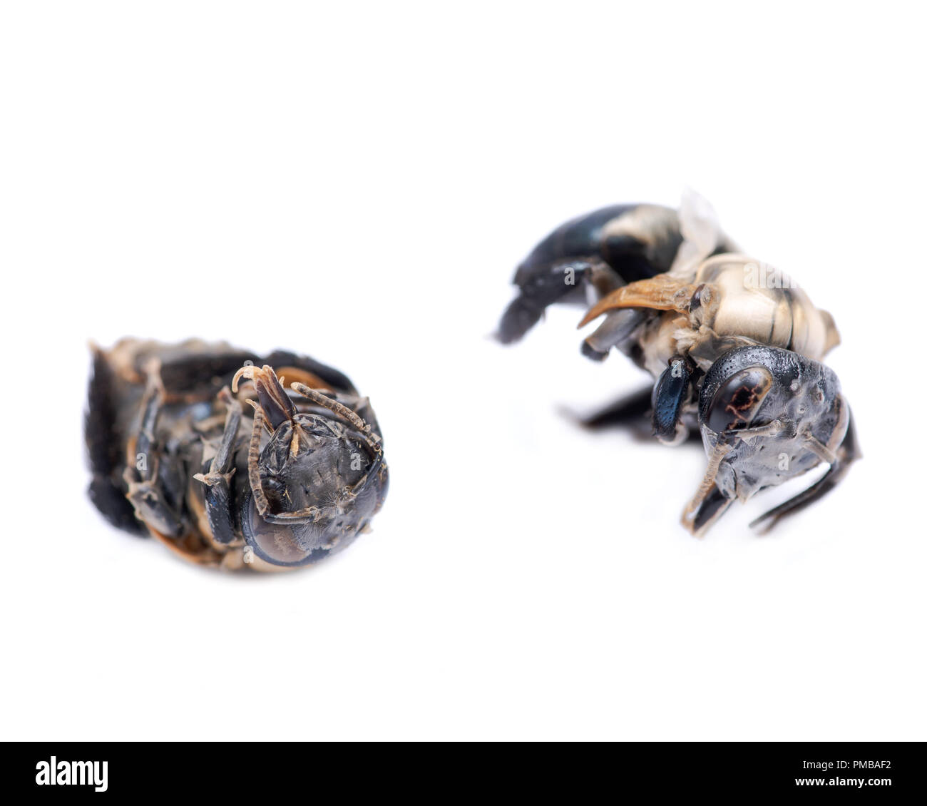 Dried dead insect bumblebee isolated on white background Stock Photo ...