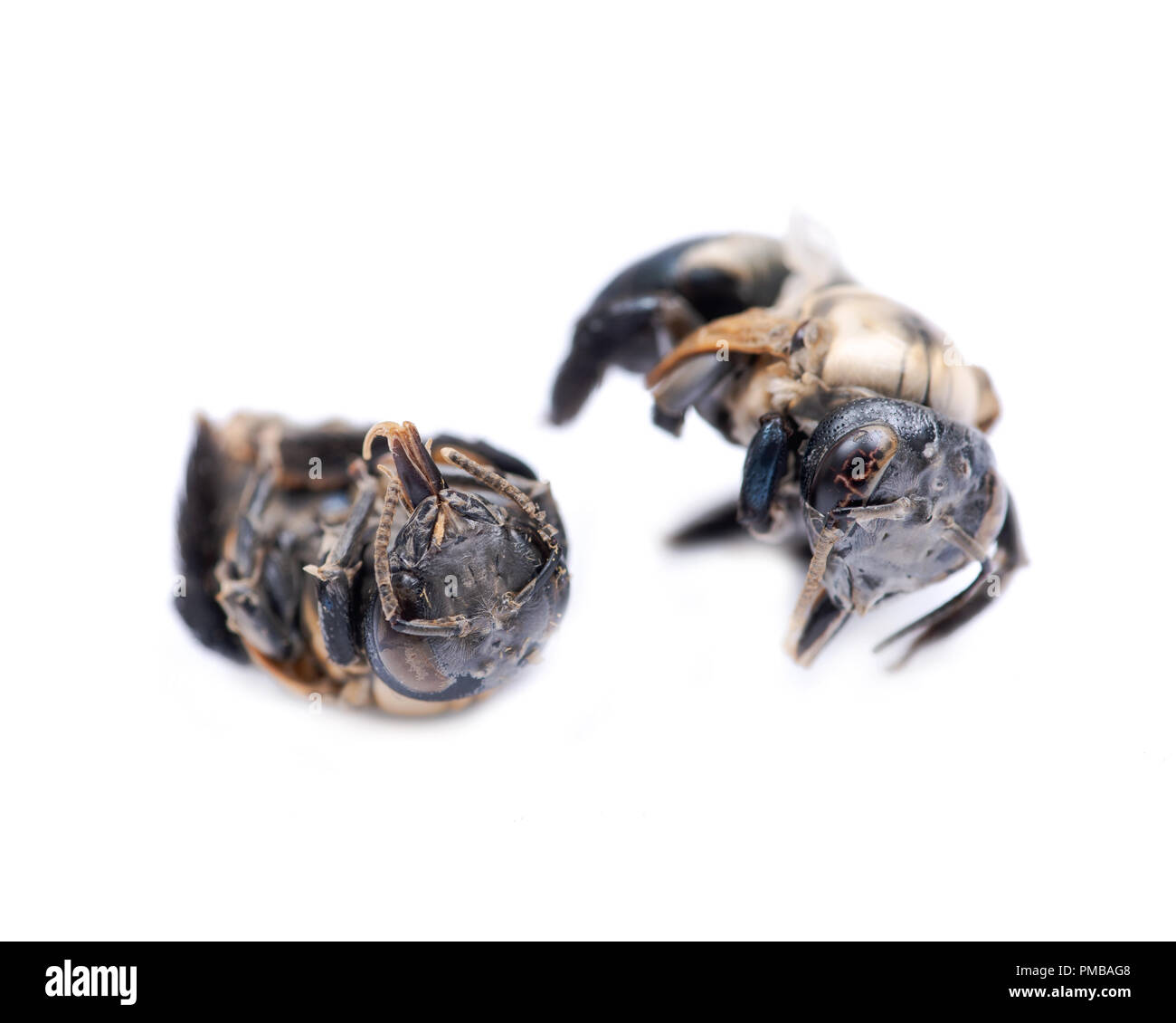 Bumblebee bee pollination on Cut Out Stock Images & Pictures - Alamy